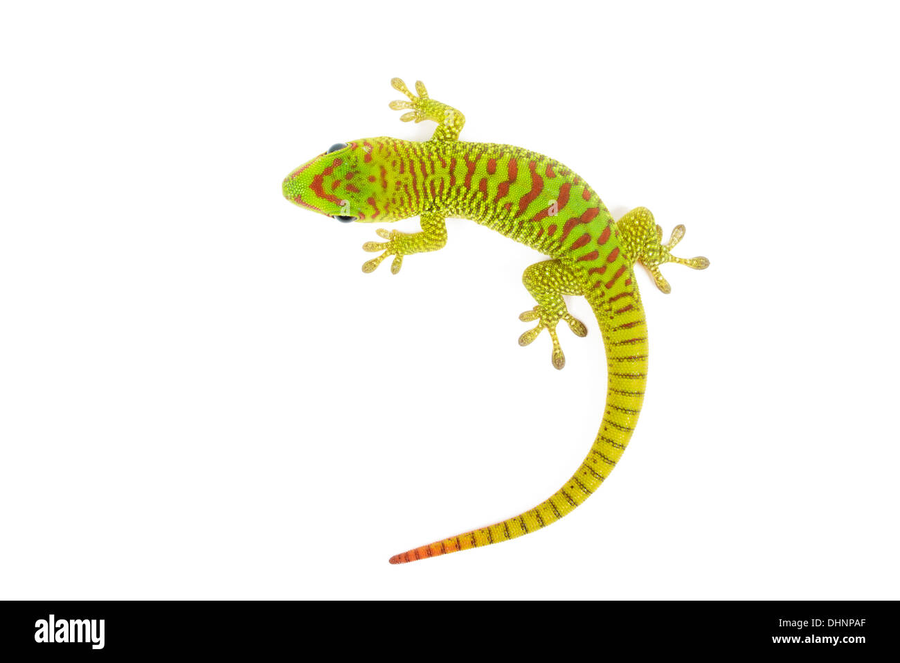 Madagascar day gecko on white background Stock Photo - Alamy
