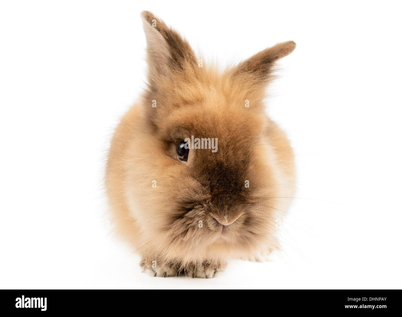 Lion head rabbit hi-res stock photography and images - Alamy