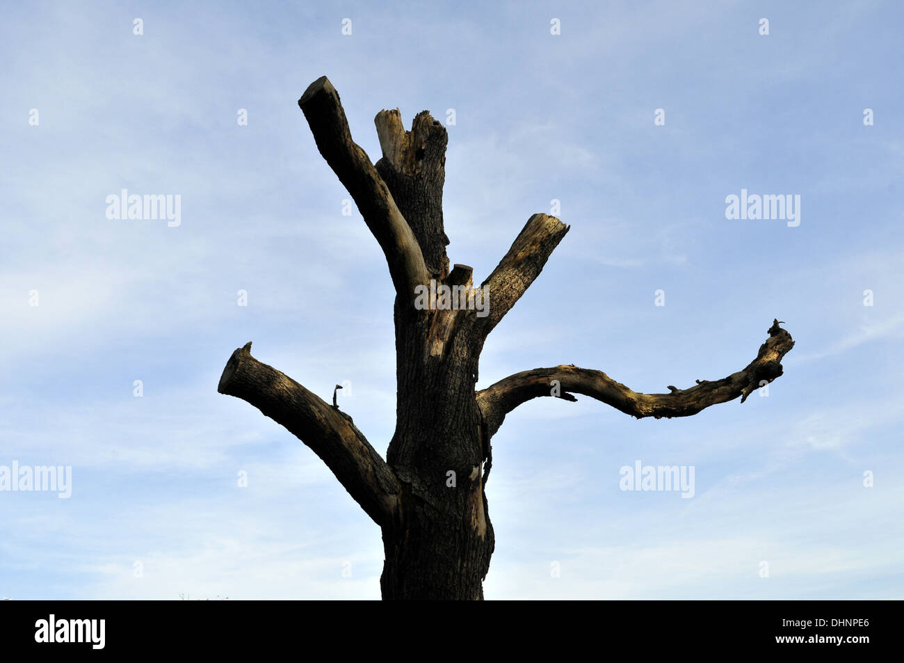 Close up dead tree in hi-res stock photography and images - Alamy