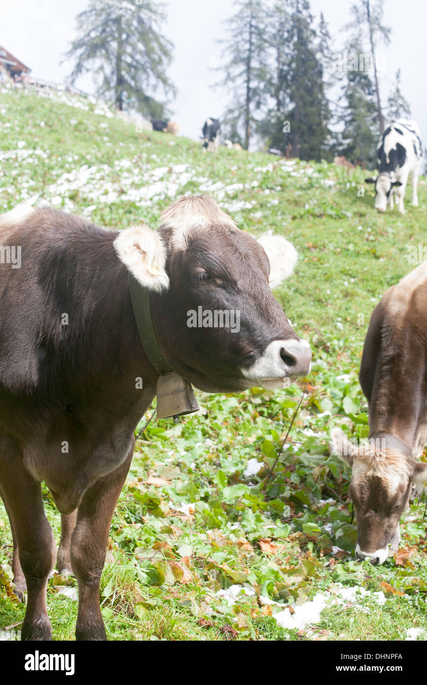 Brown swiss cow autumn hi-res stock photography and images - Alamy
