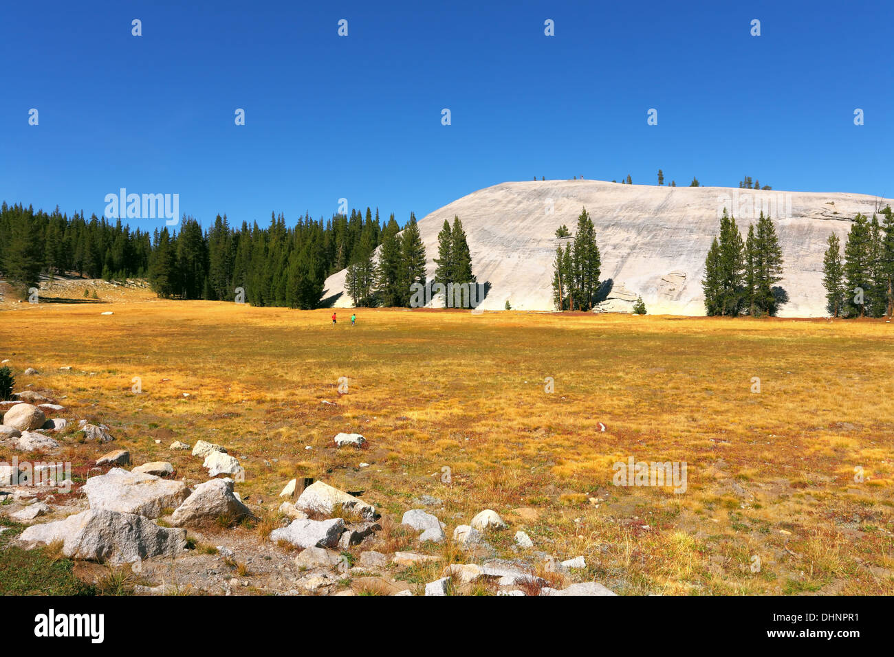 The beautiful glade Stock Photo - Alamy