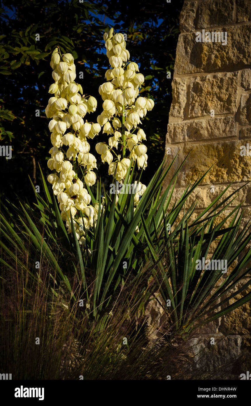 Sotol Cactus Flower Bloom Stock Photo - Alamy