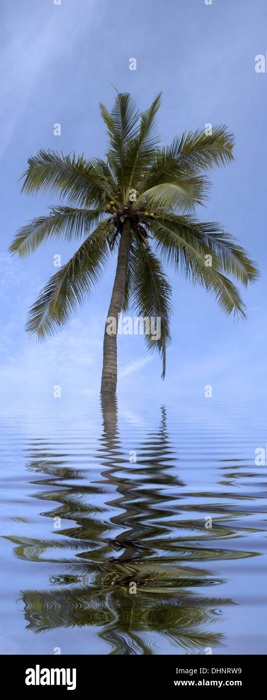 Bermuda beach tree hi-res stock photography and images - Alamy