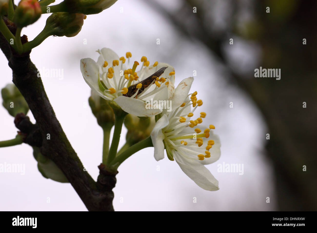 Plum blossom trees hi-res stock photography and images - Alamy