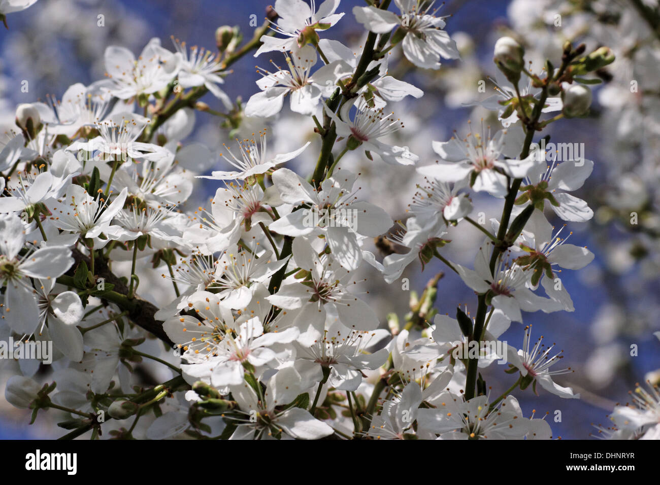 Plum blossom trees hi-res stock photography and images - Alamy