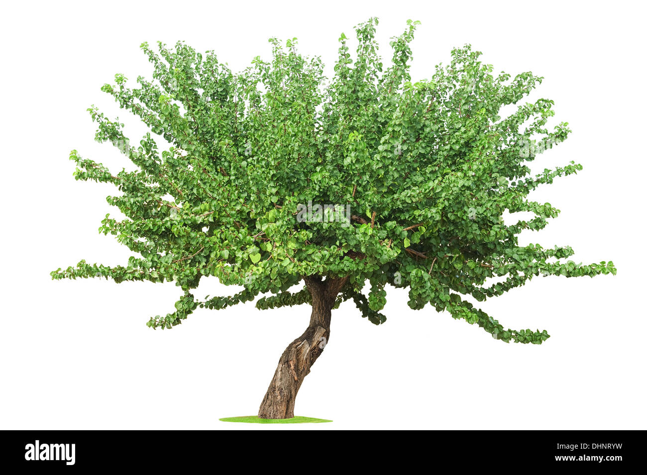 Green beautiful and tall tree isolated on white background Stock Photo ...