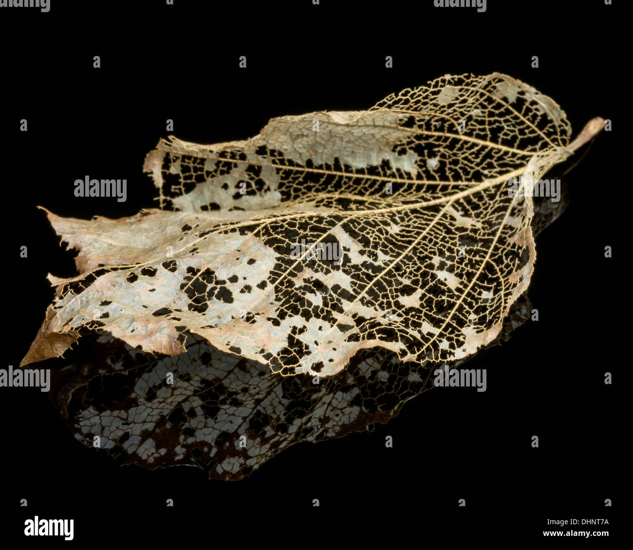 Leaf skeleton hi-res stock photography and images - Alamy