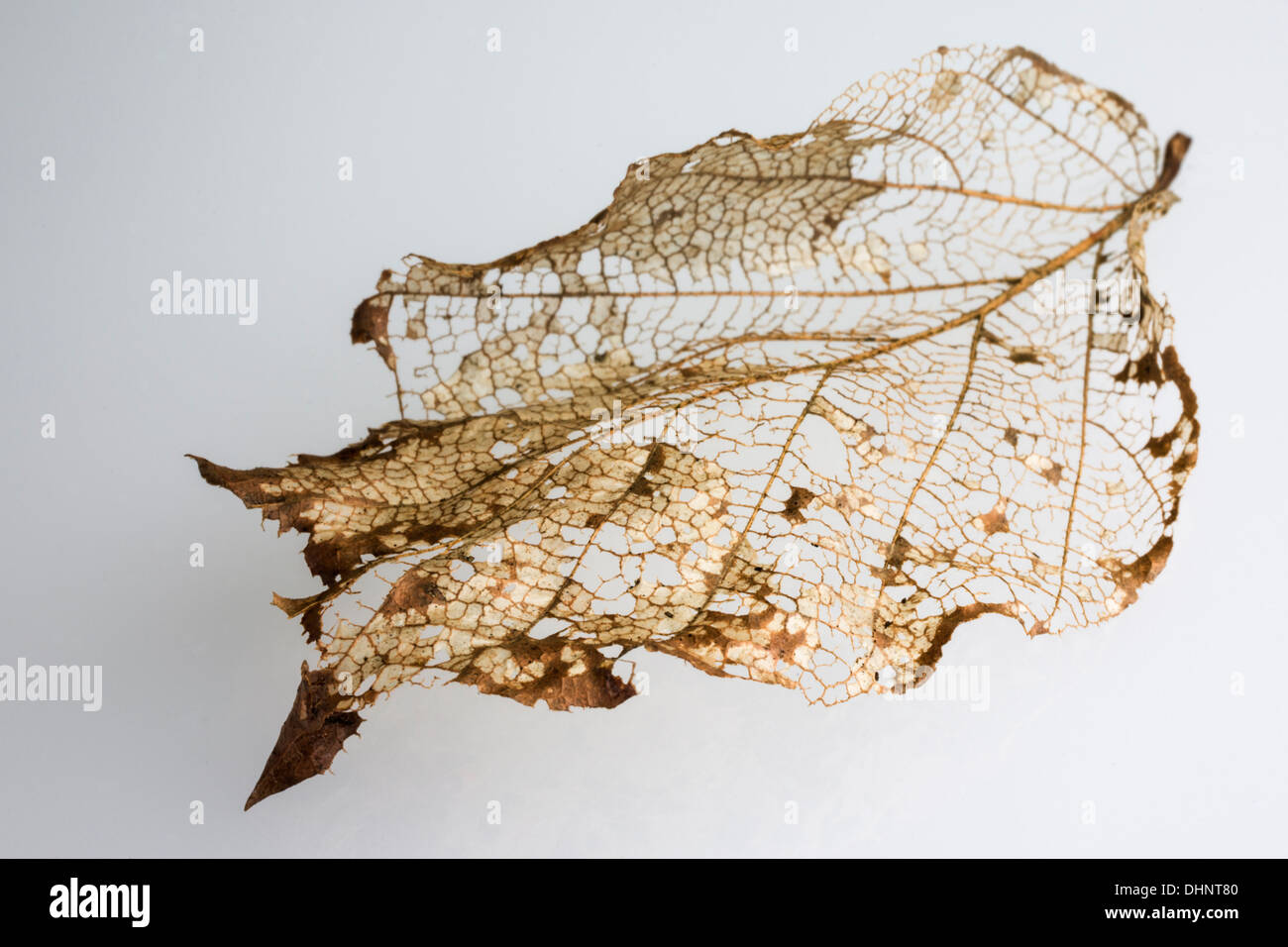 Skeleton leaf hi-res stock photography and images - Alamy