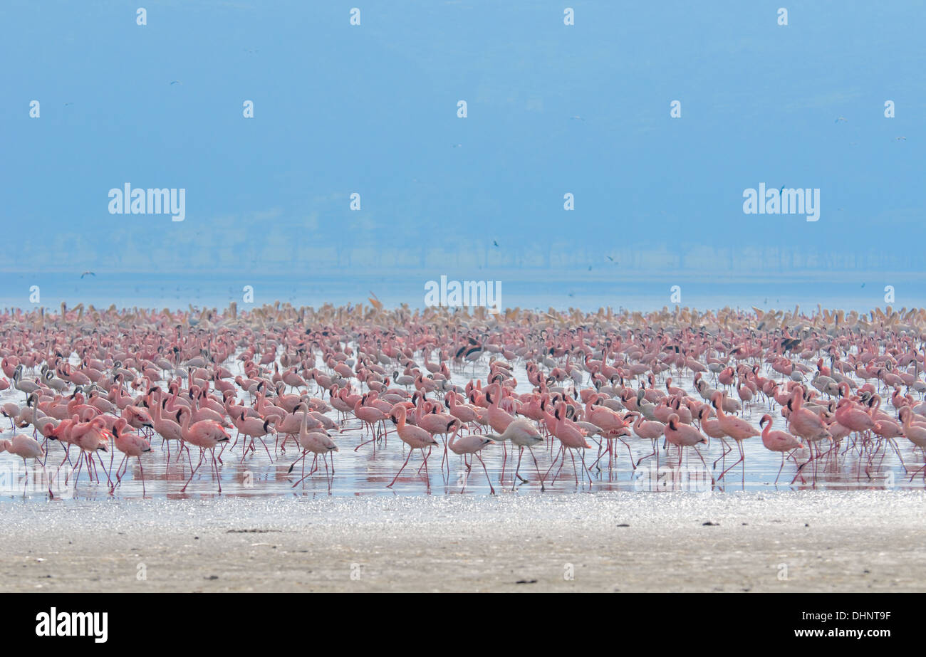 Migrating flocks hi-res stock photography and images - Alamy