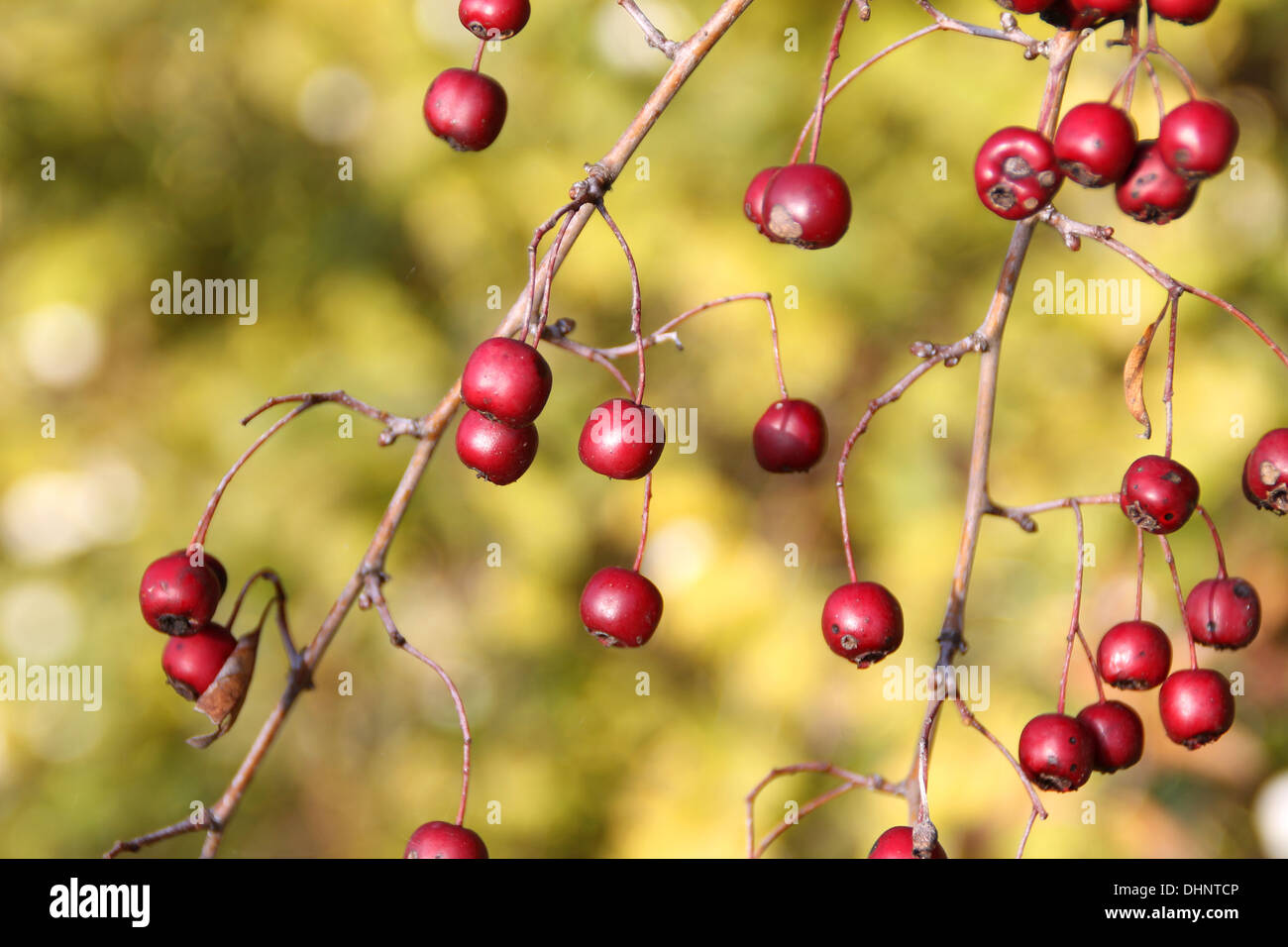 Blood red berries hi-res stock photography and images - Alamy