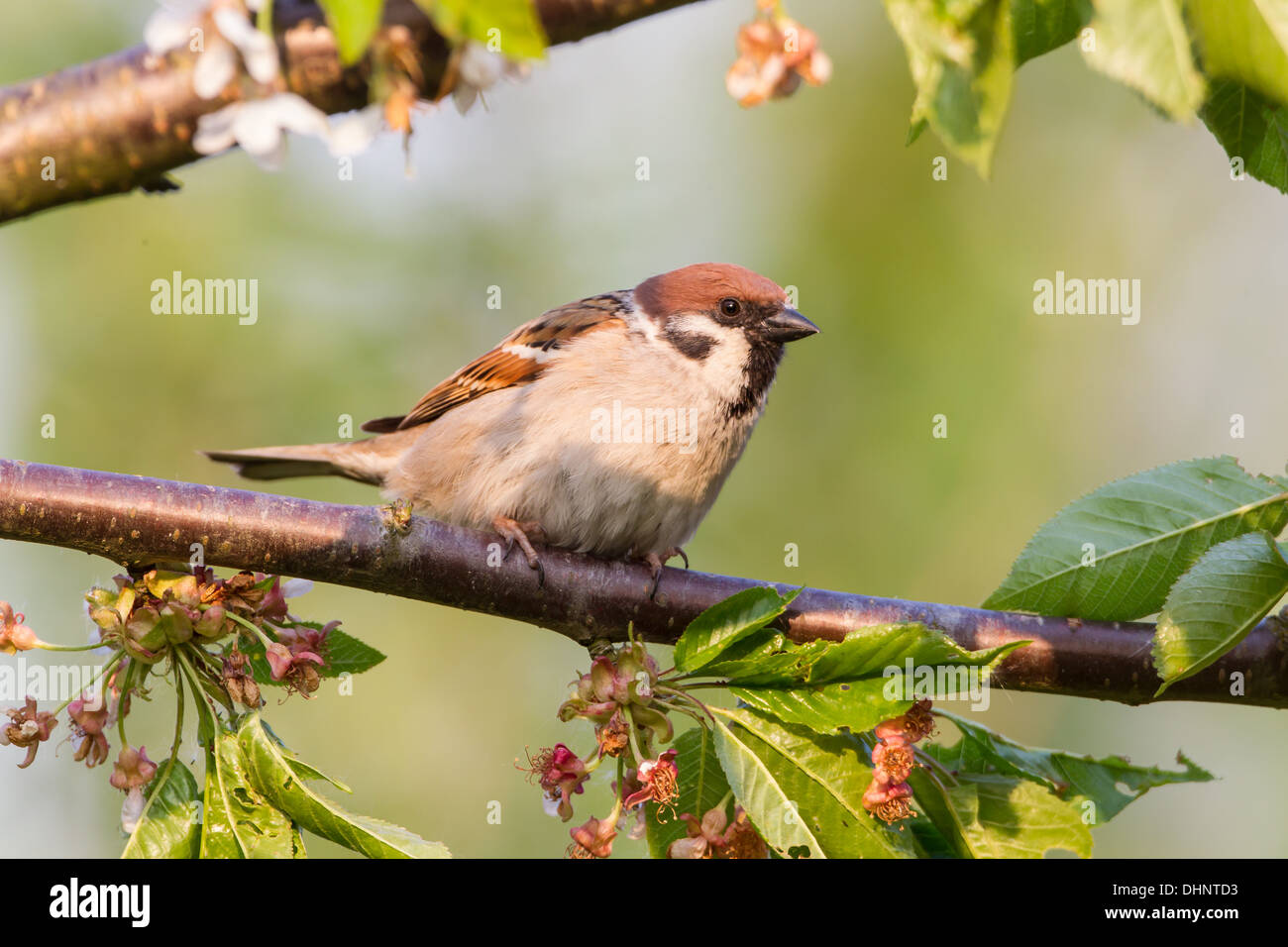 Passer montanus sparrow hi-res stock photography and images - Alamy
