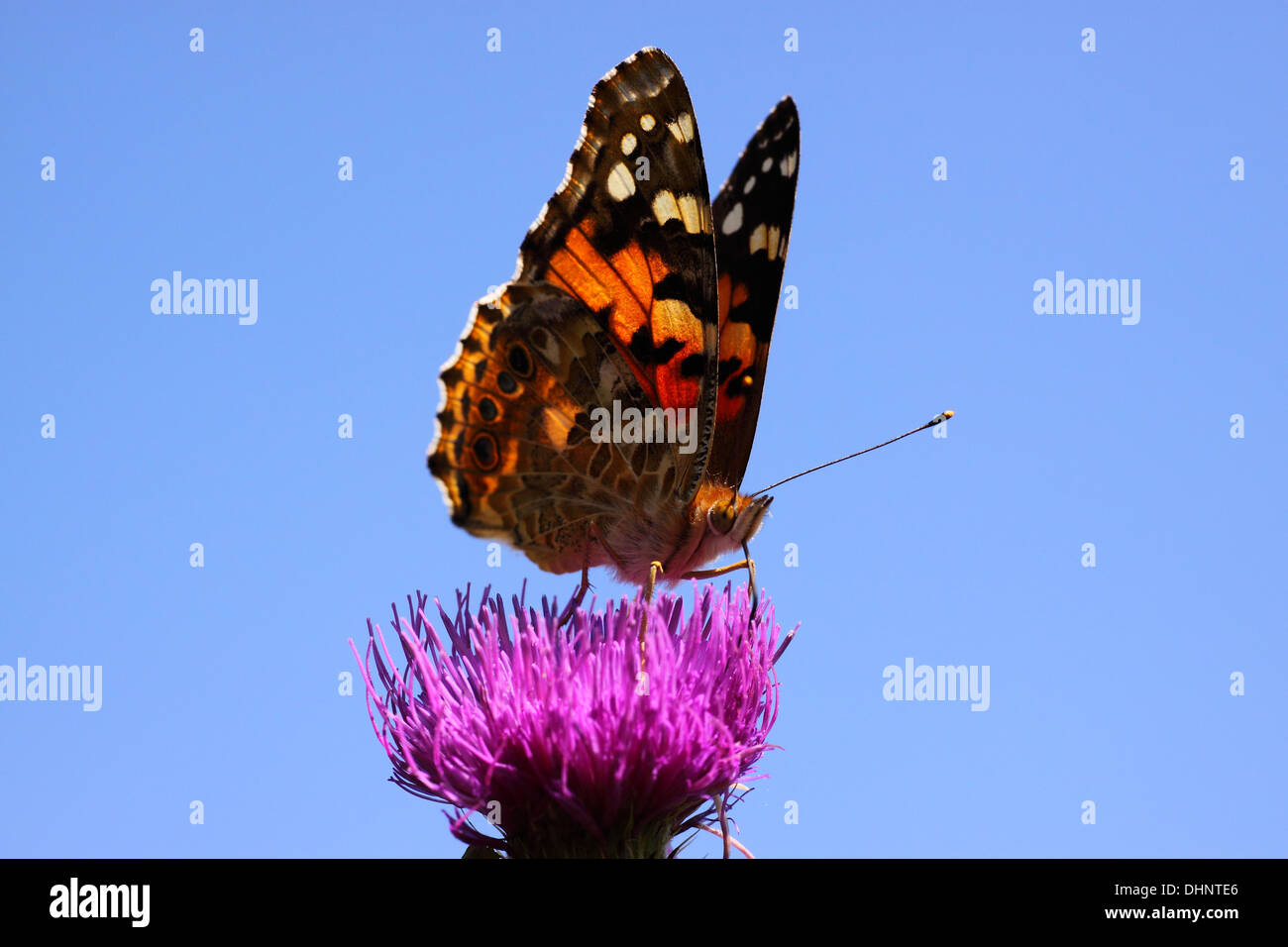 Lady honey hi-res stock photography and images - Alamy