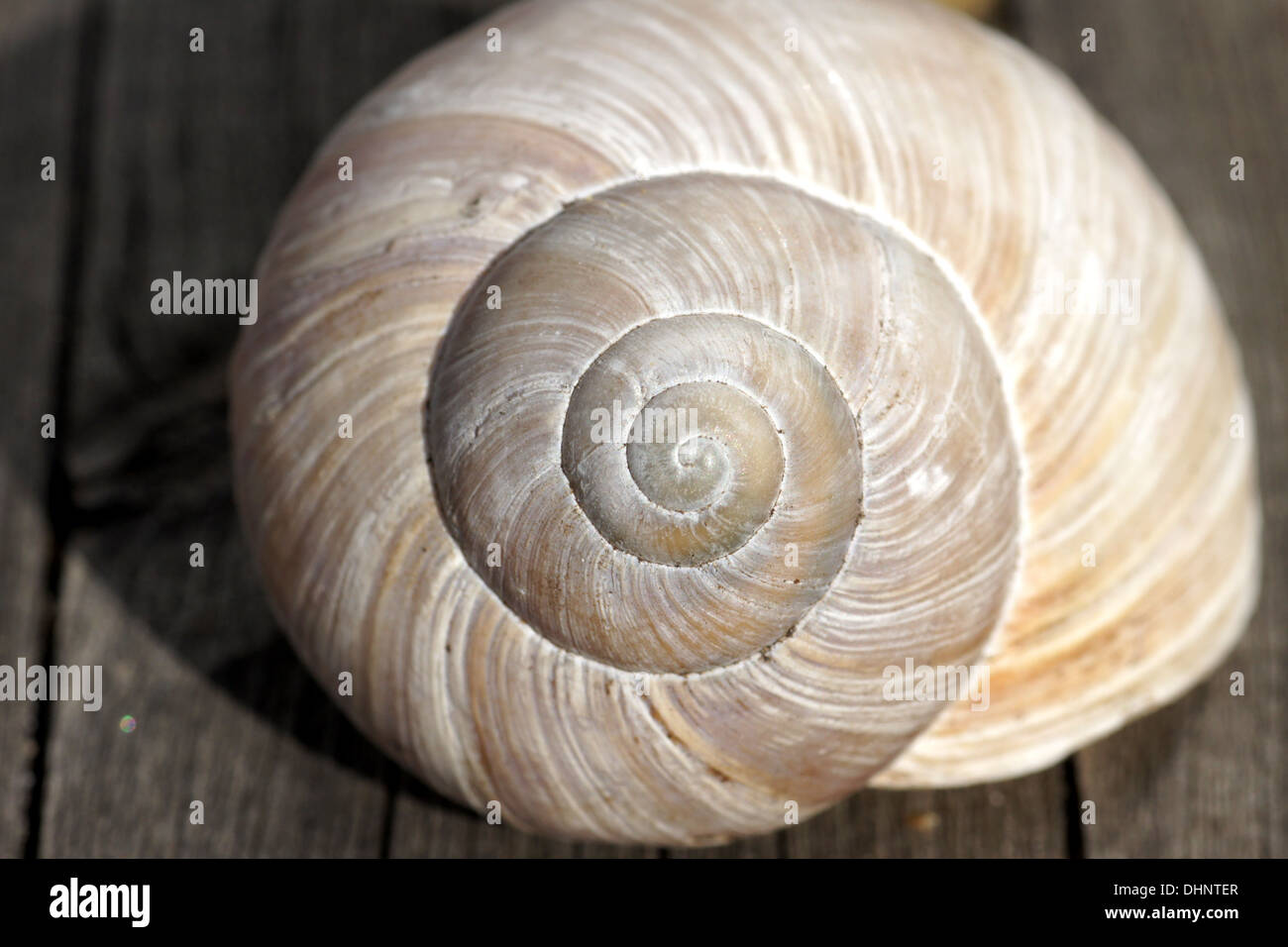 Snails shell Stock Photo - Alamy