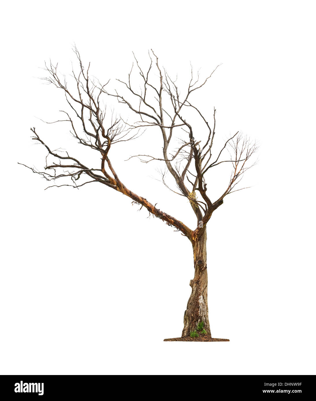 Single old and dead tree isolated on white background Stock Photo - Alamy