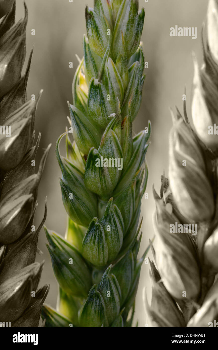 Bunt wheat hi-res stock photography and images - Alamy