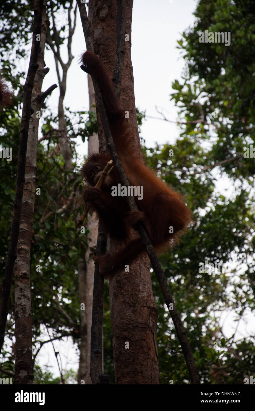 Orangutan Hanging Tree High Resolution Stock Photography and Images - Alamy