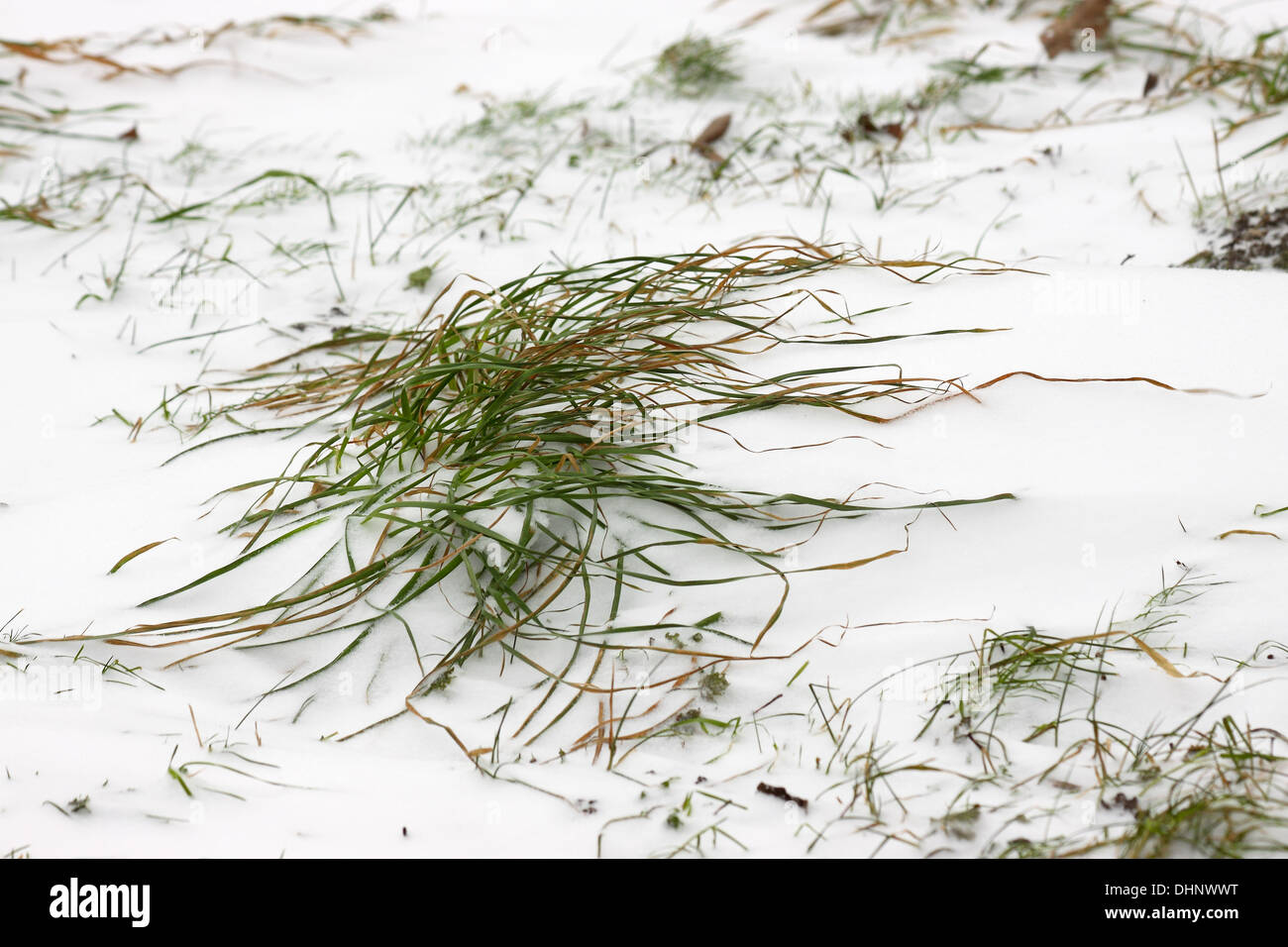 Grass with snow hi-res stock photography and images - Alamy