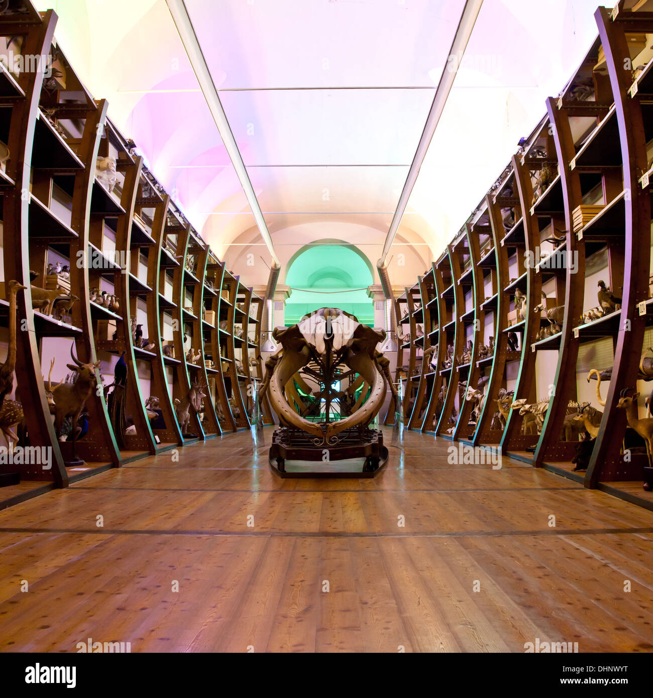 Fish bone architecture hi-res stock photography and images - Alamy