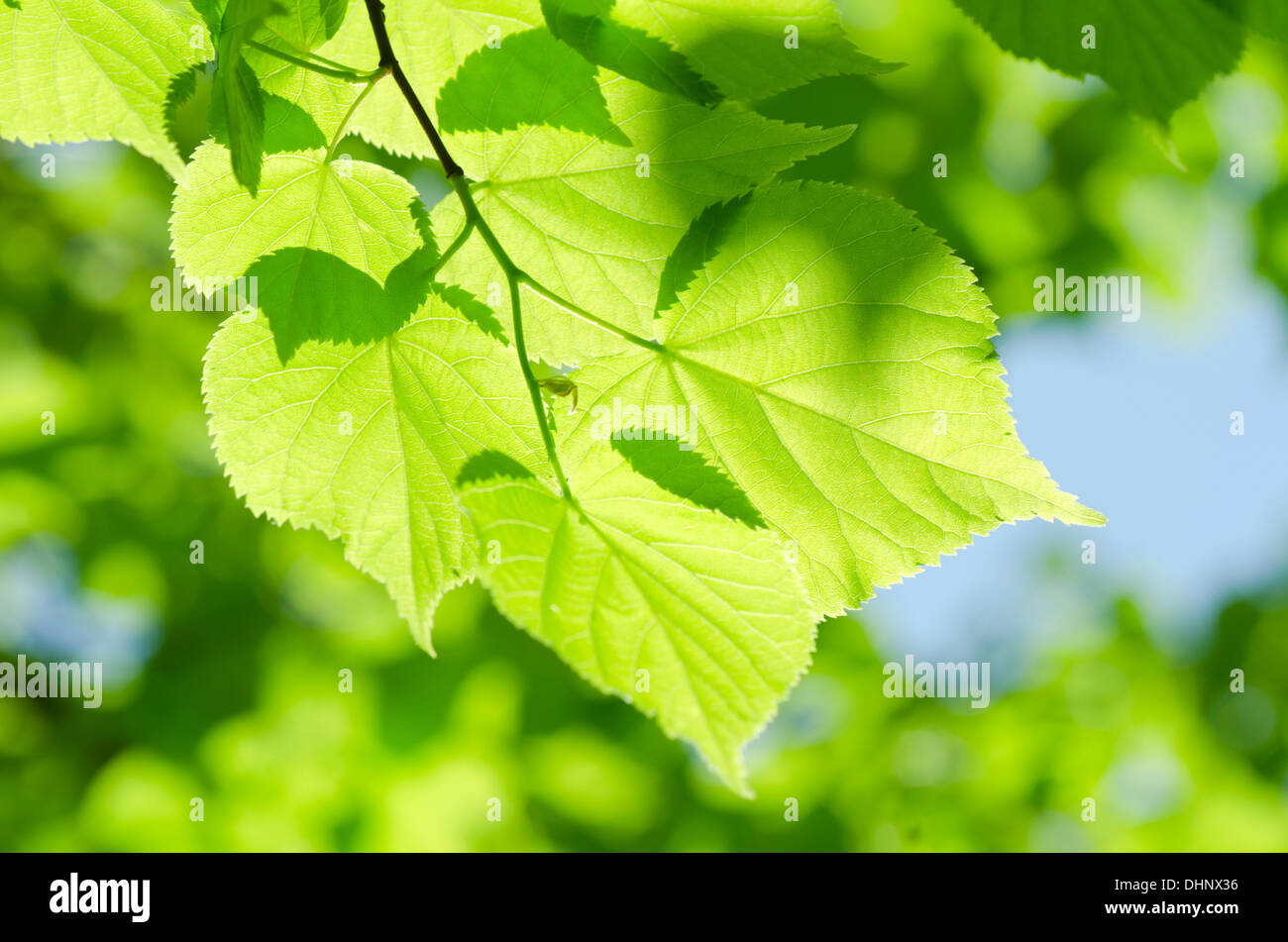 Spring leaves on a tree branch Stock Photo - Alamy
