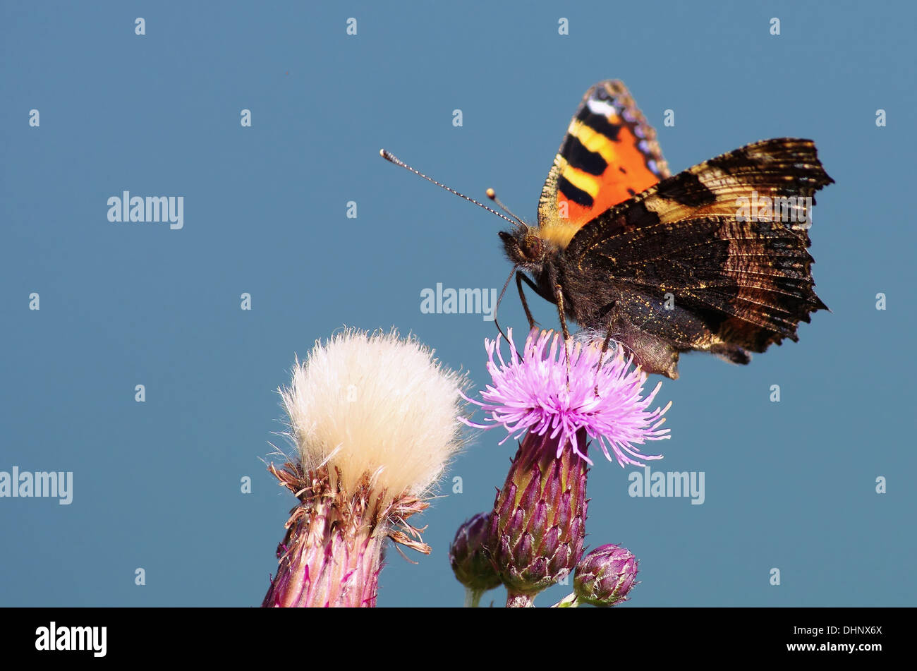 Tortoiseshell shell hi-res stock photography and images - Alamy