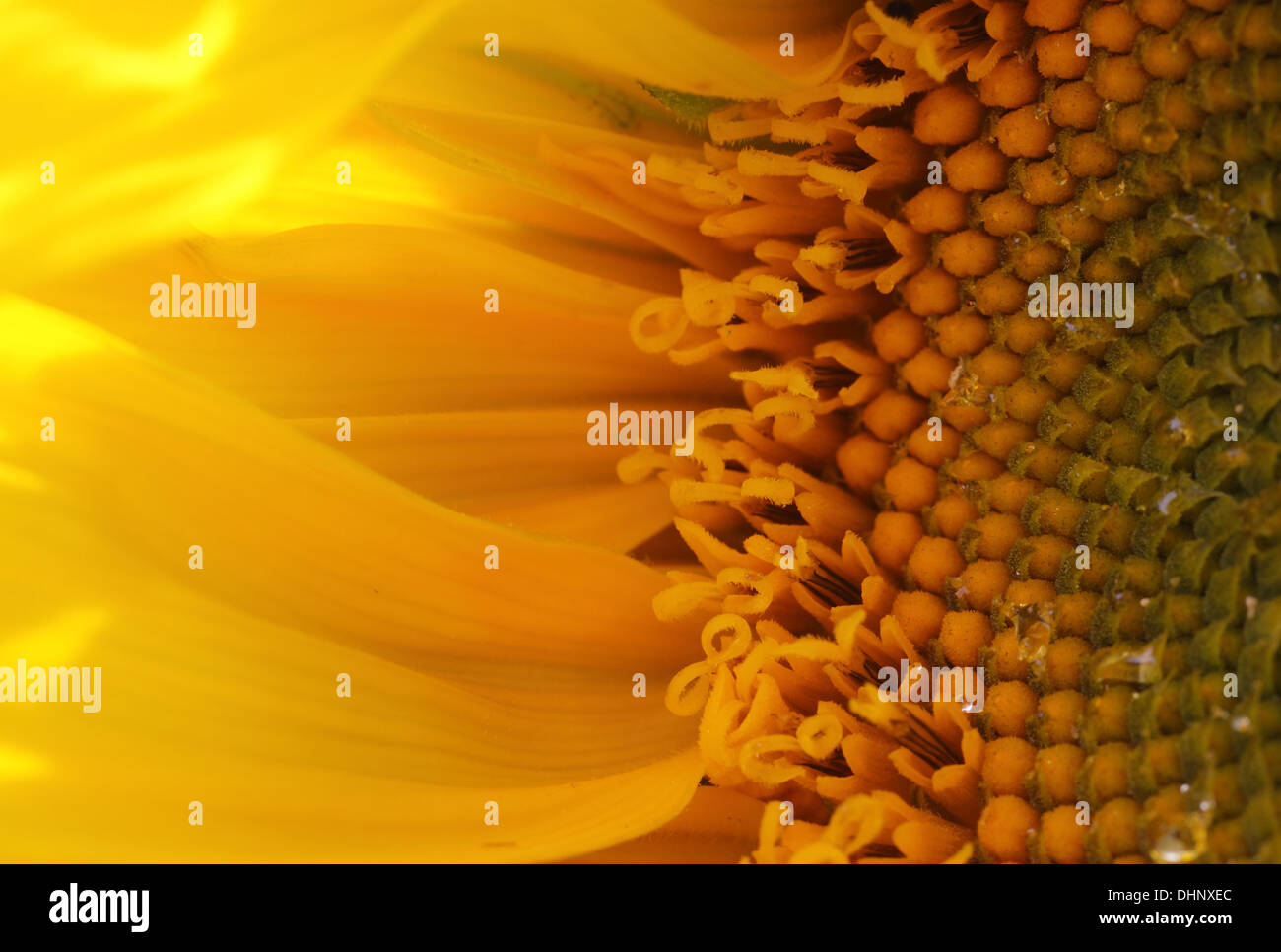Wet sunflower hi-res stock photography and images - Alamy