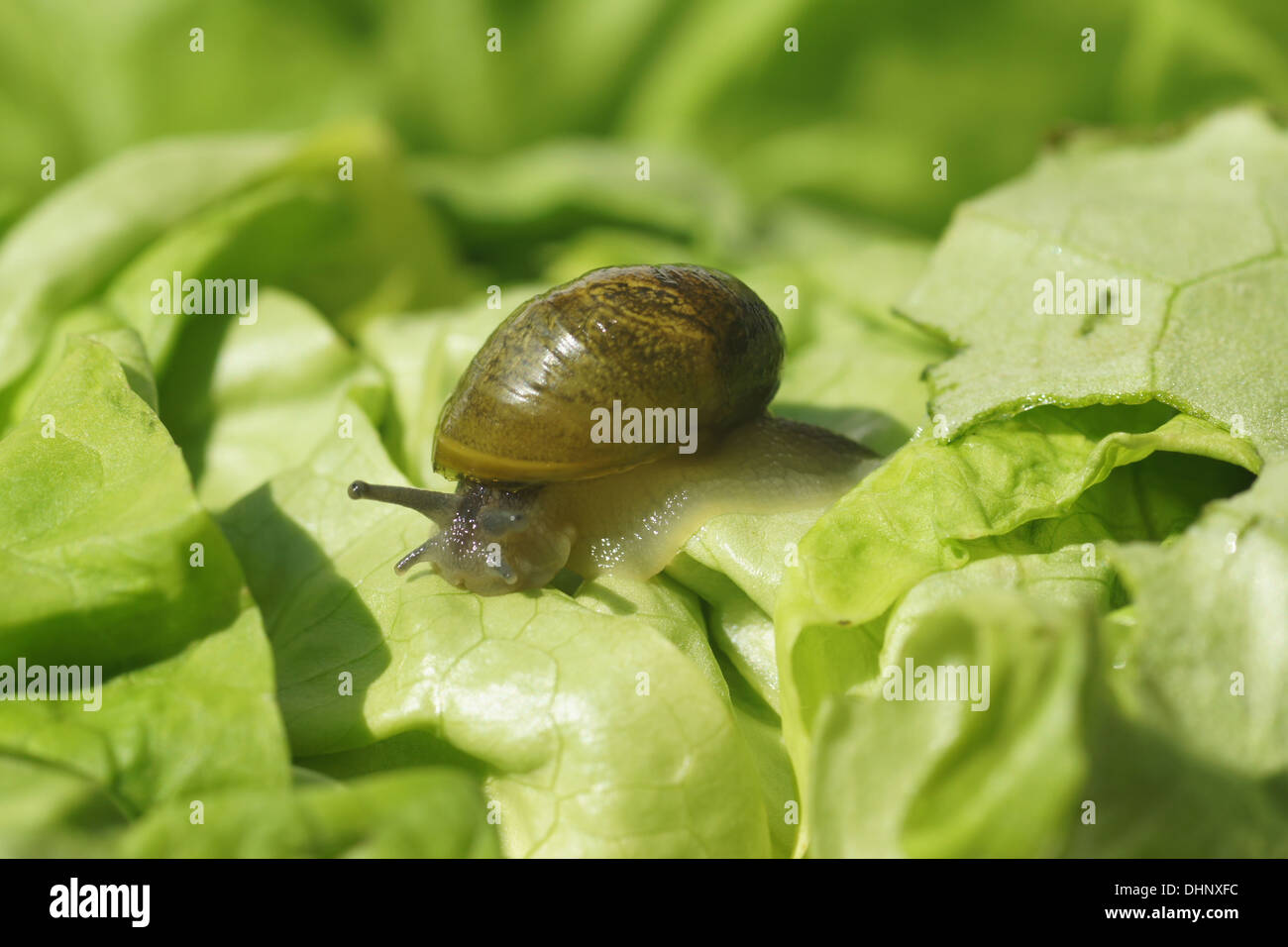 Snail eats salad Stock Photo - Alamy