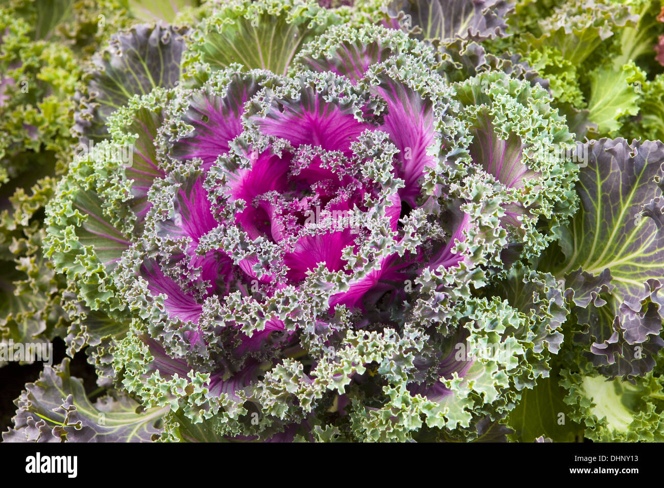 decorative cabbage in a garden Stock Photo - Alamy
