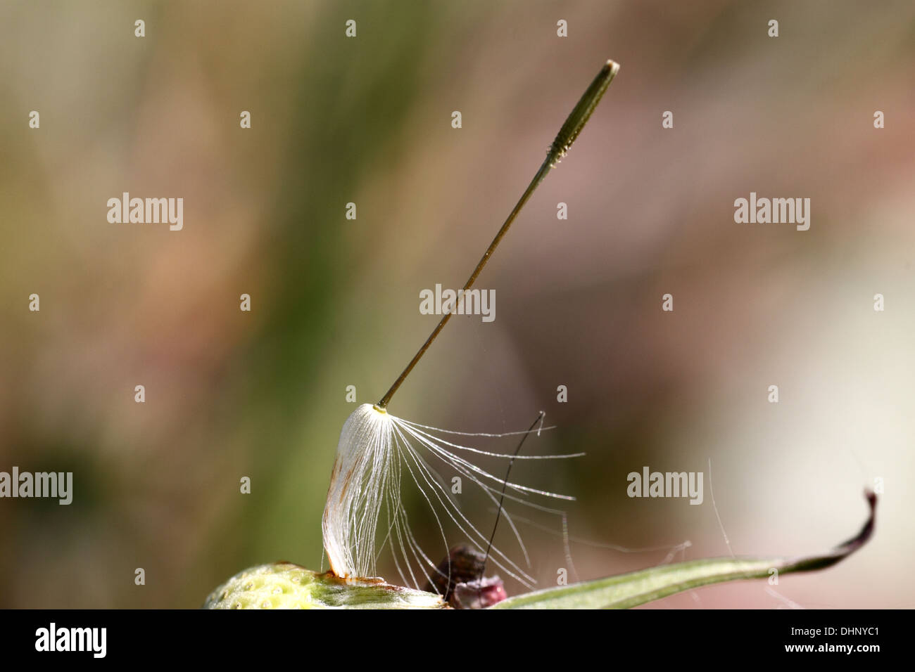 Gliding seed hi-res stock photography and images - Alamy