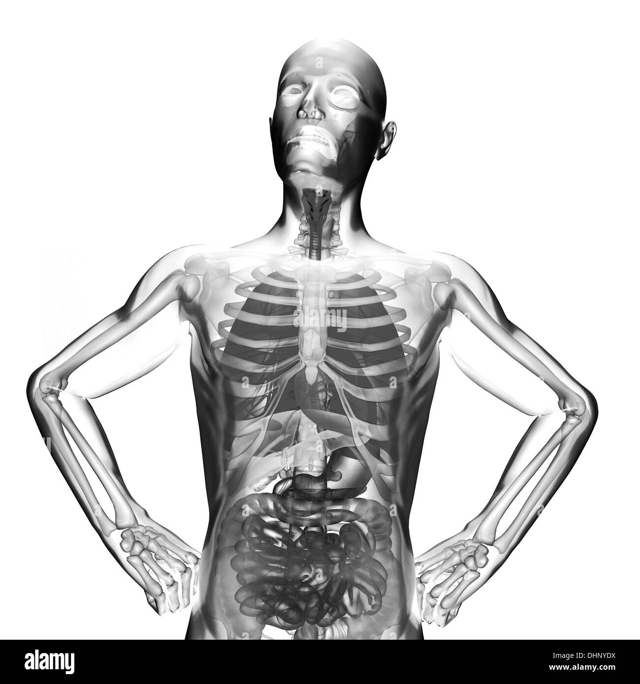 human entrails radiography scan Stock Photo - Alamy