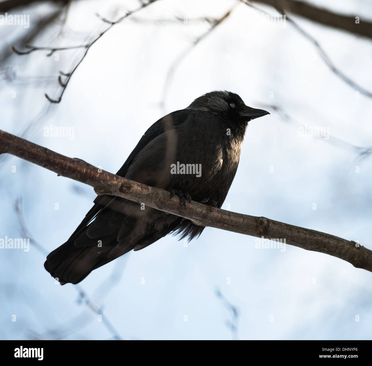 Feet on tree hi-res stock photography and images - Alamy