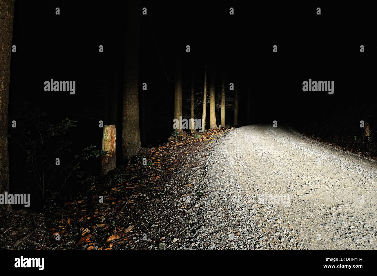 Night forest car lights hi-res stock photography and images - Alamy