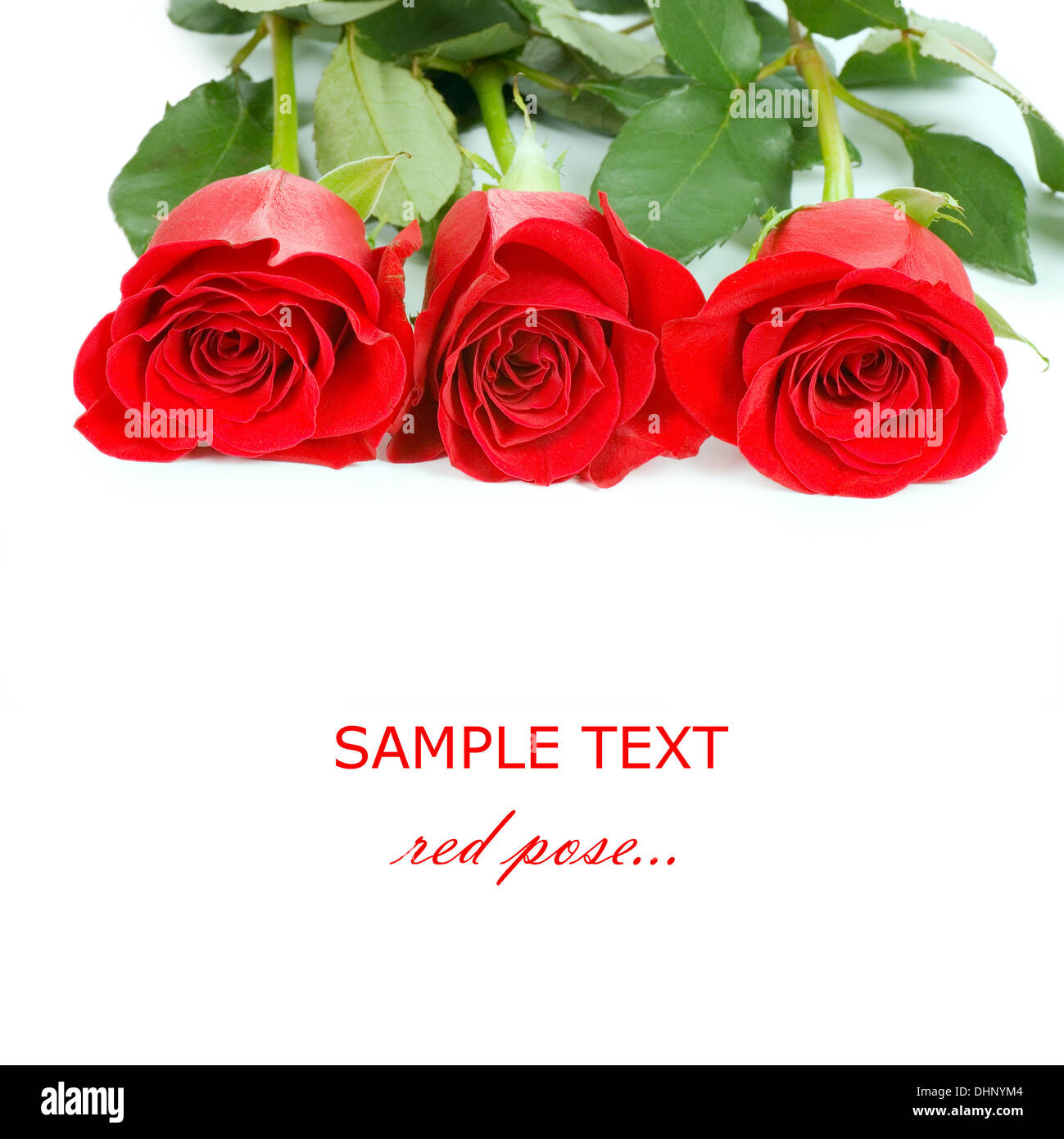 Red rose isolated on white background Stock Photo - Alamy