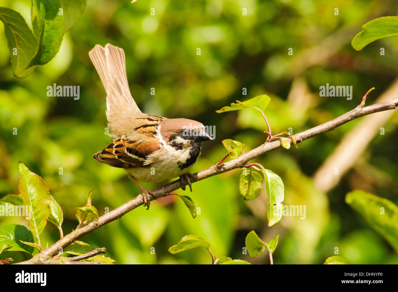 An adult male tree sparrow (passer montanus) perched in a shrub at RSPB ...