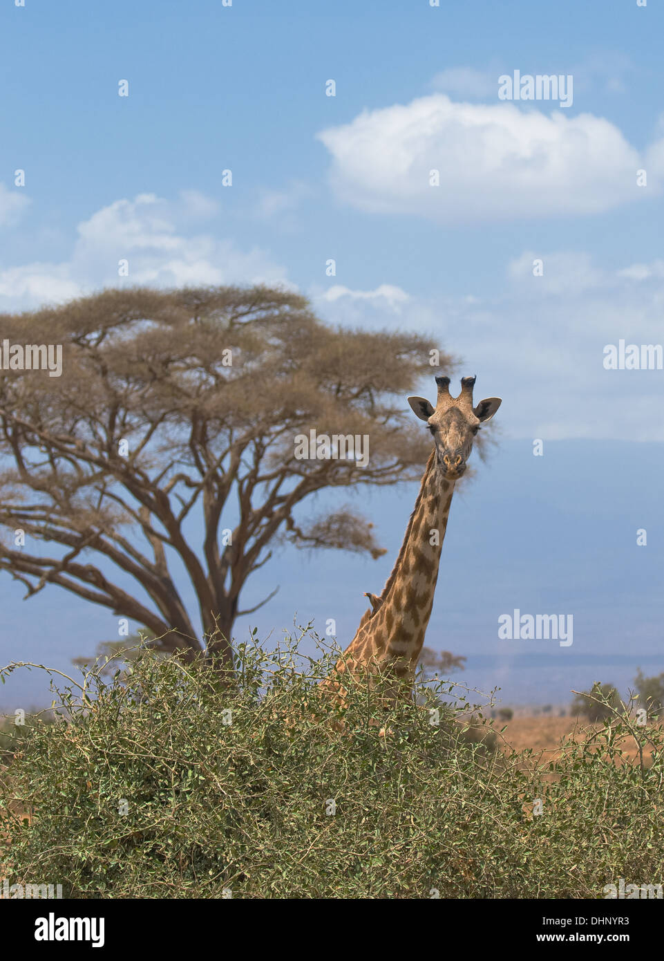 giraffe and a tree Stock Photo - Alamy