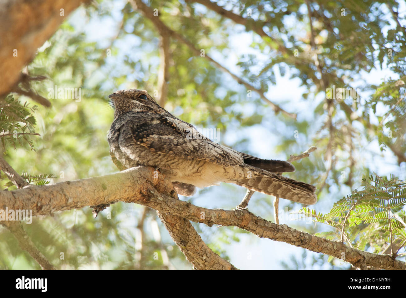Grey Nightjar Caprimulgus indicus indicus sitting on a branch at ...