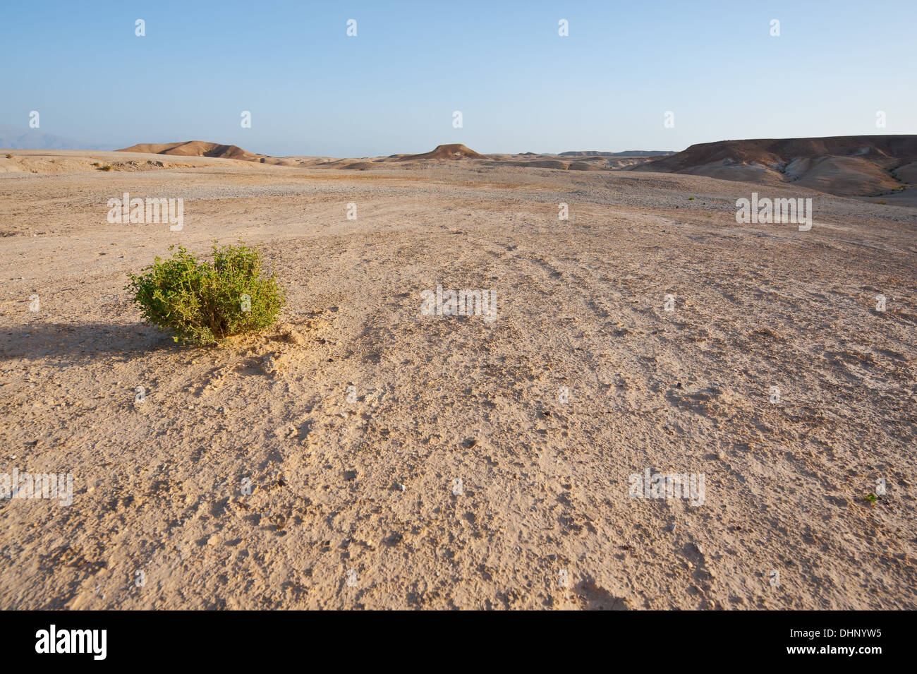 Bush in the desert hi-res stock photography and images - Alamy