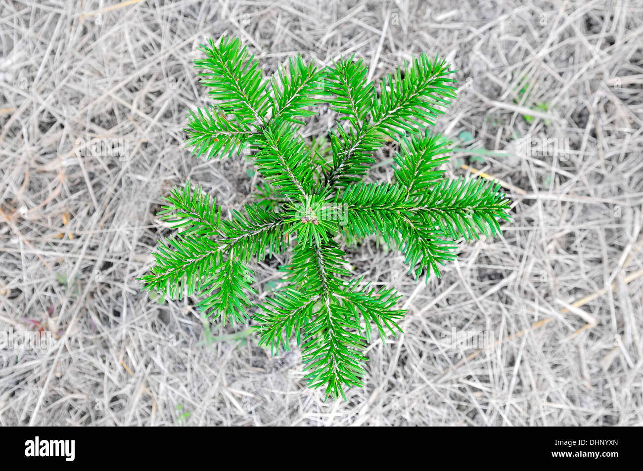 Christmas little tree hi-res stock photography and images - Alamy