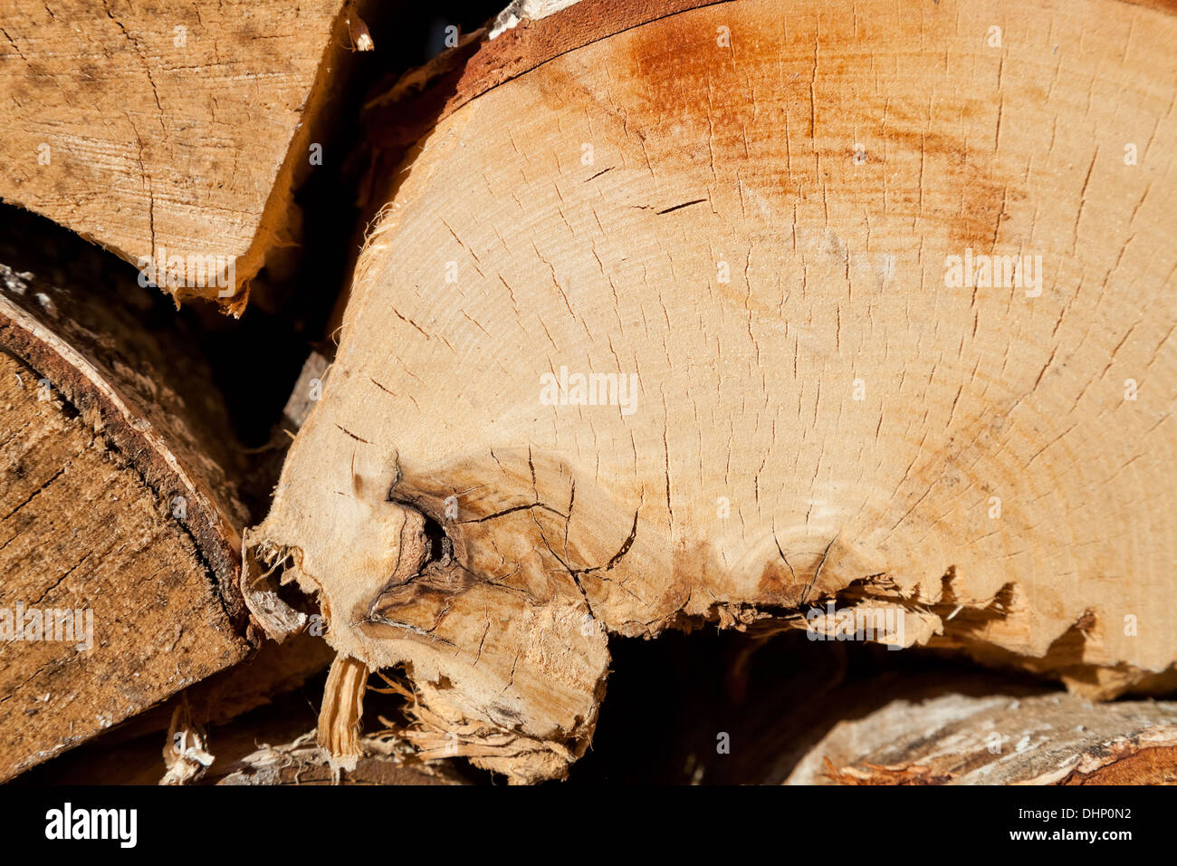 Tree trunks up close hi-res stock photography and images - Alamy