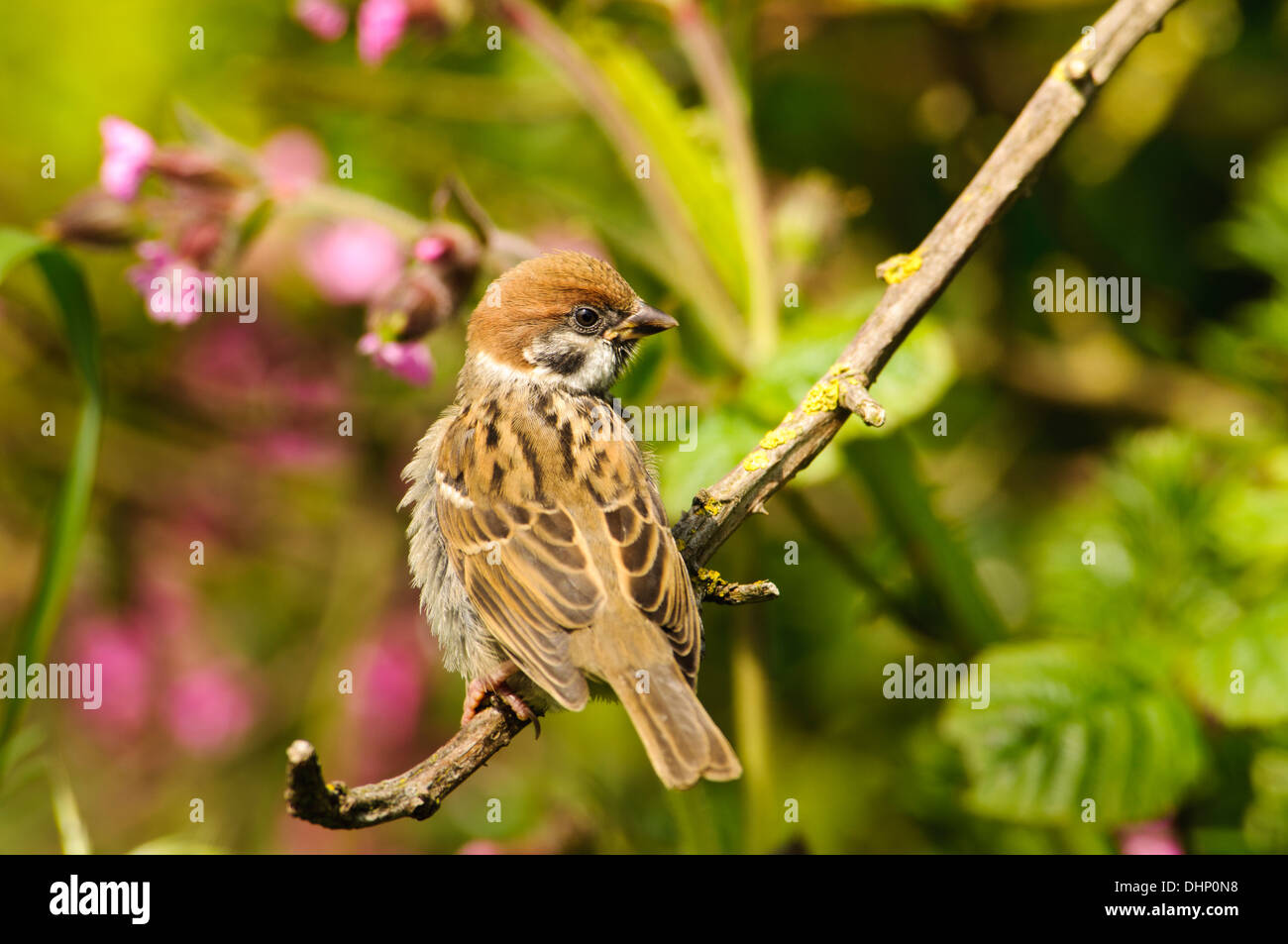 Juvenile tree sparrow hi-res stock photography and images - Alamy