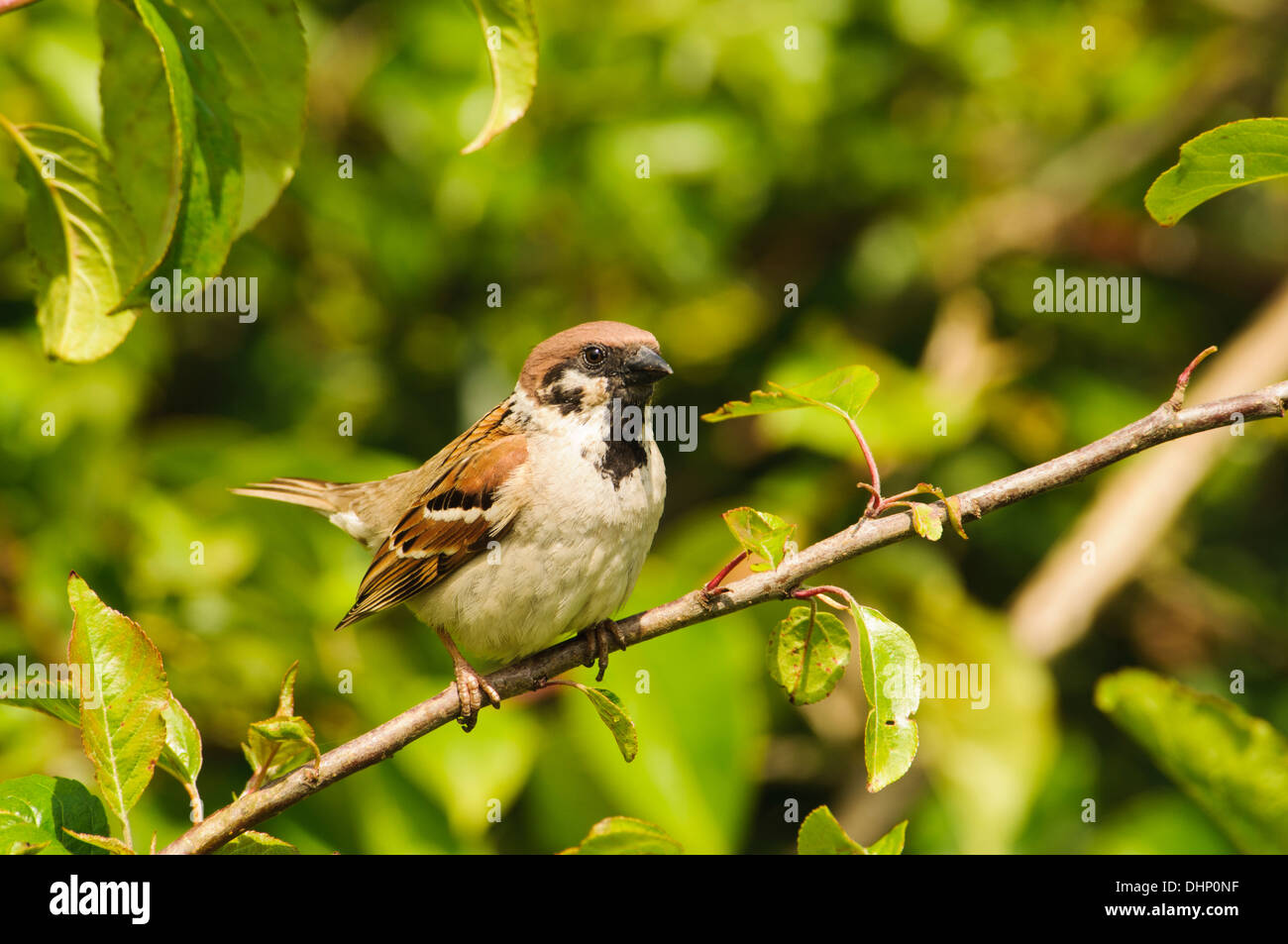 An adult male tree sparrow (passer montanus) perched in a shrub at RSPB ...