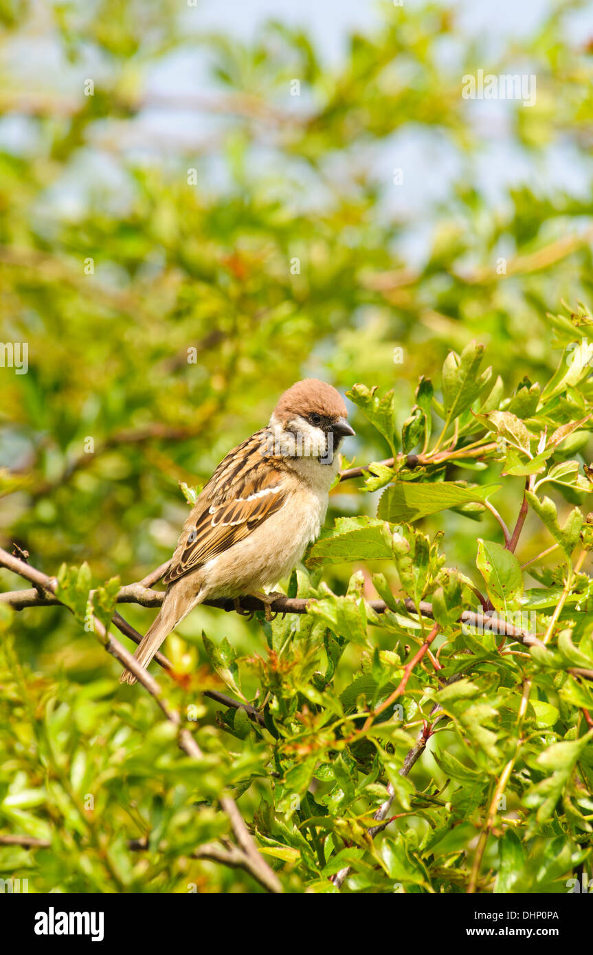 An adult male tree sparrow (passer montanus) perched in a shrub at RSPB ...
