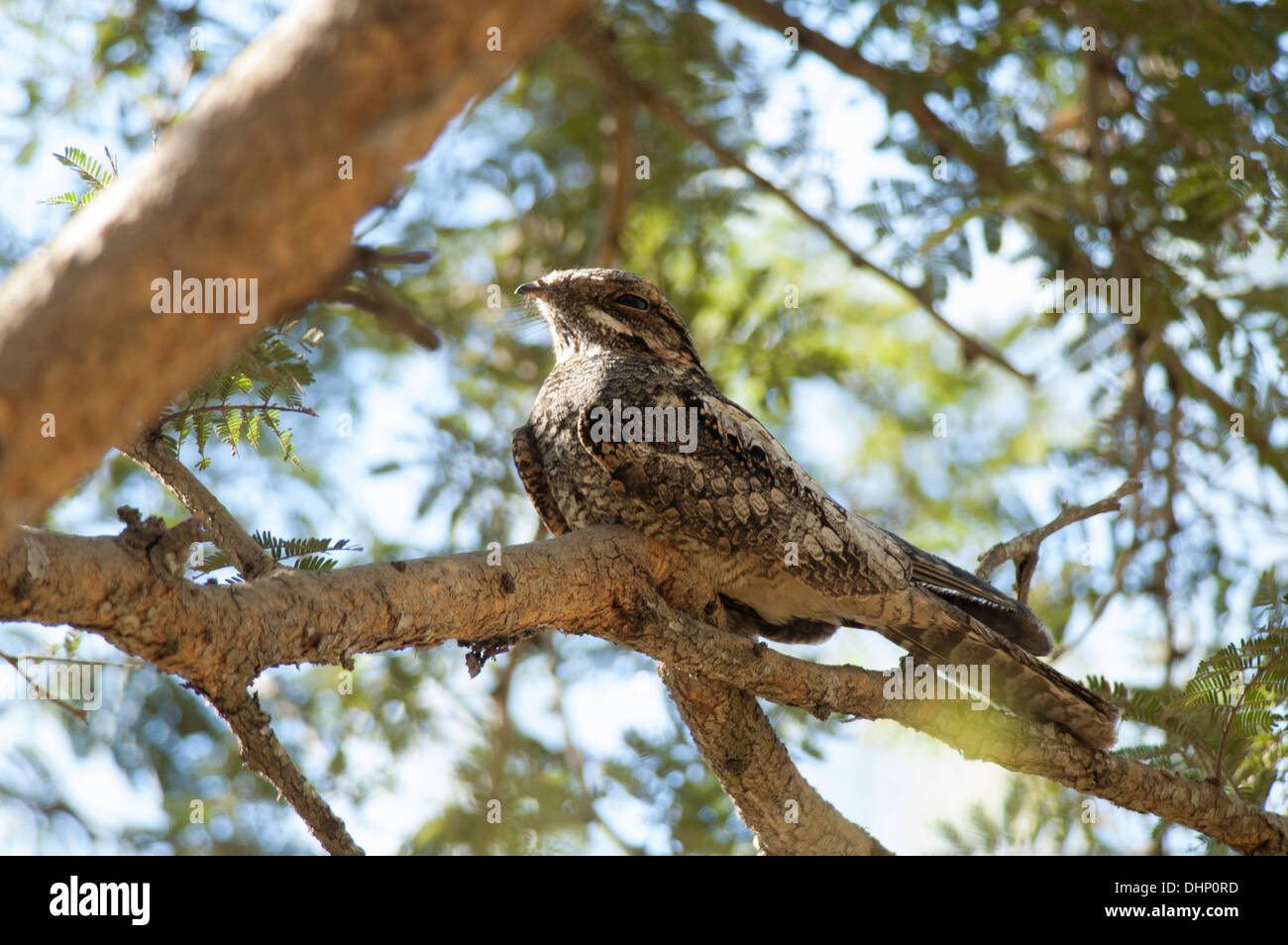 Grey Nightjar Caprimulgus indicus indicus sitting on a branch at ...