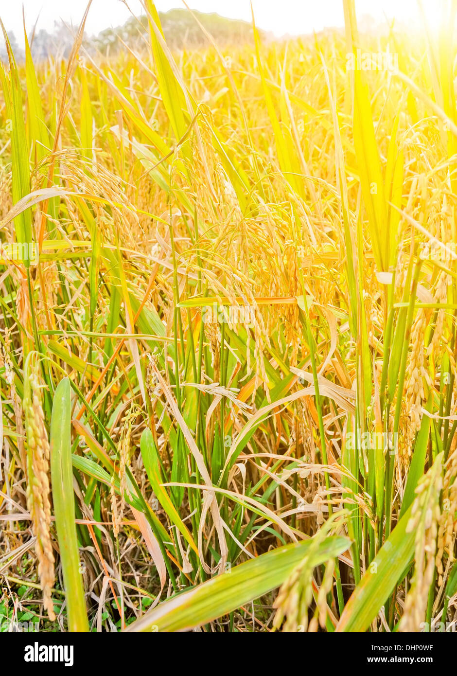 Golden rice grain hi-res stock photography and images - Alamy