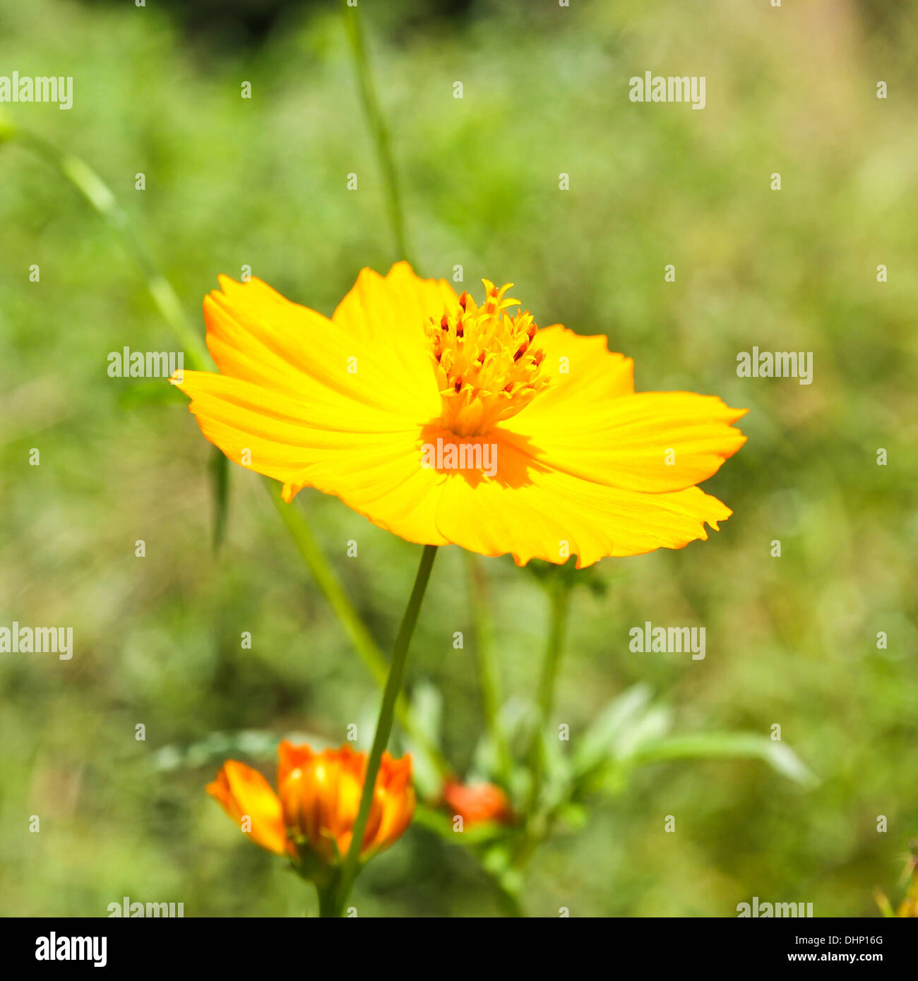 Yellow Cosmos flower Stock Photo - Alamy