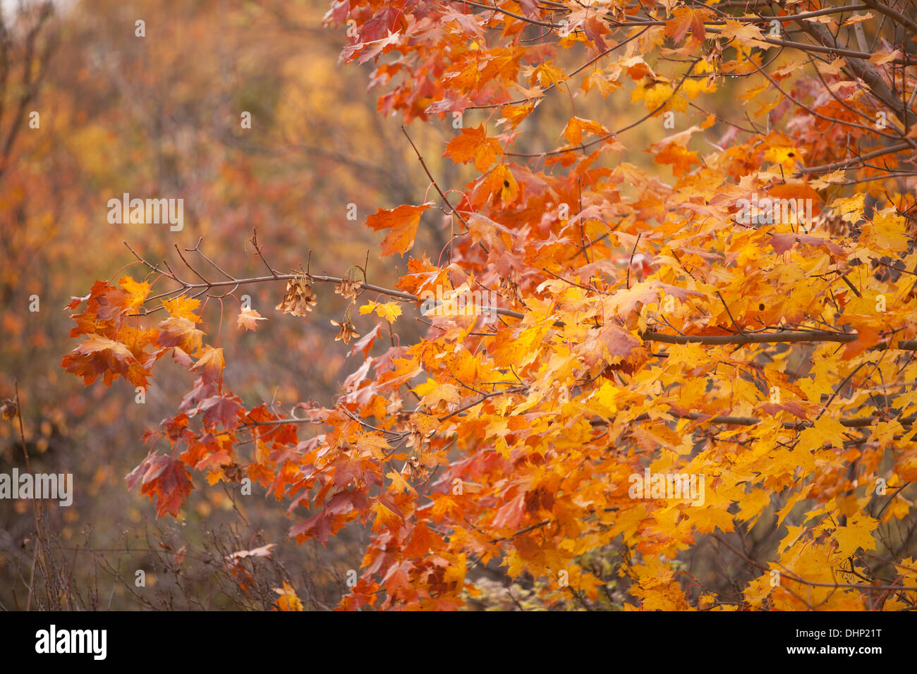 Beautiful autumn trees. Autumnal landscape. Golden fall maple tree ...