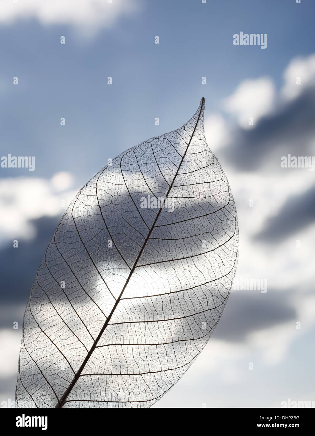 Skeleton leaf pattern hi-res stock photography and images - Alamy