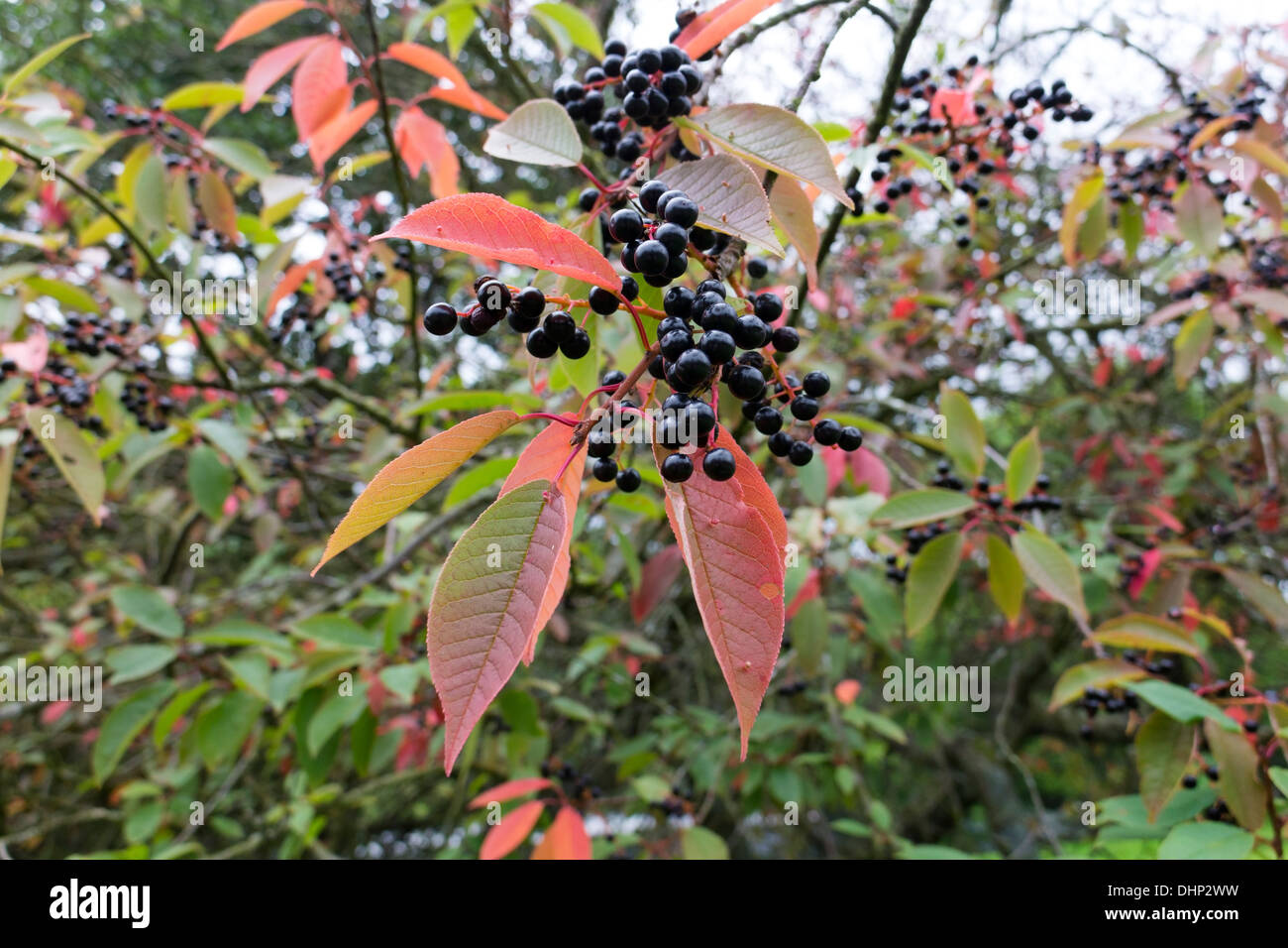 Bird cherry prunus padus fruit hi-res stock photography and images - Alamy