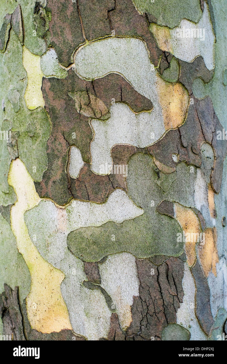 Tree bark abstract resembling military splinter pattern camouflage ...