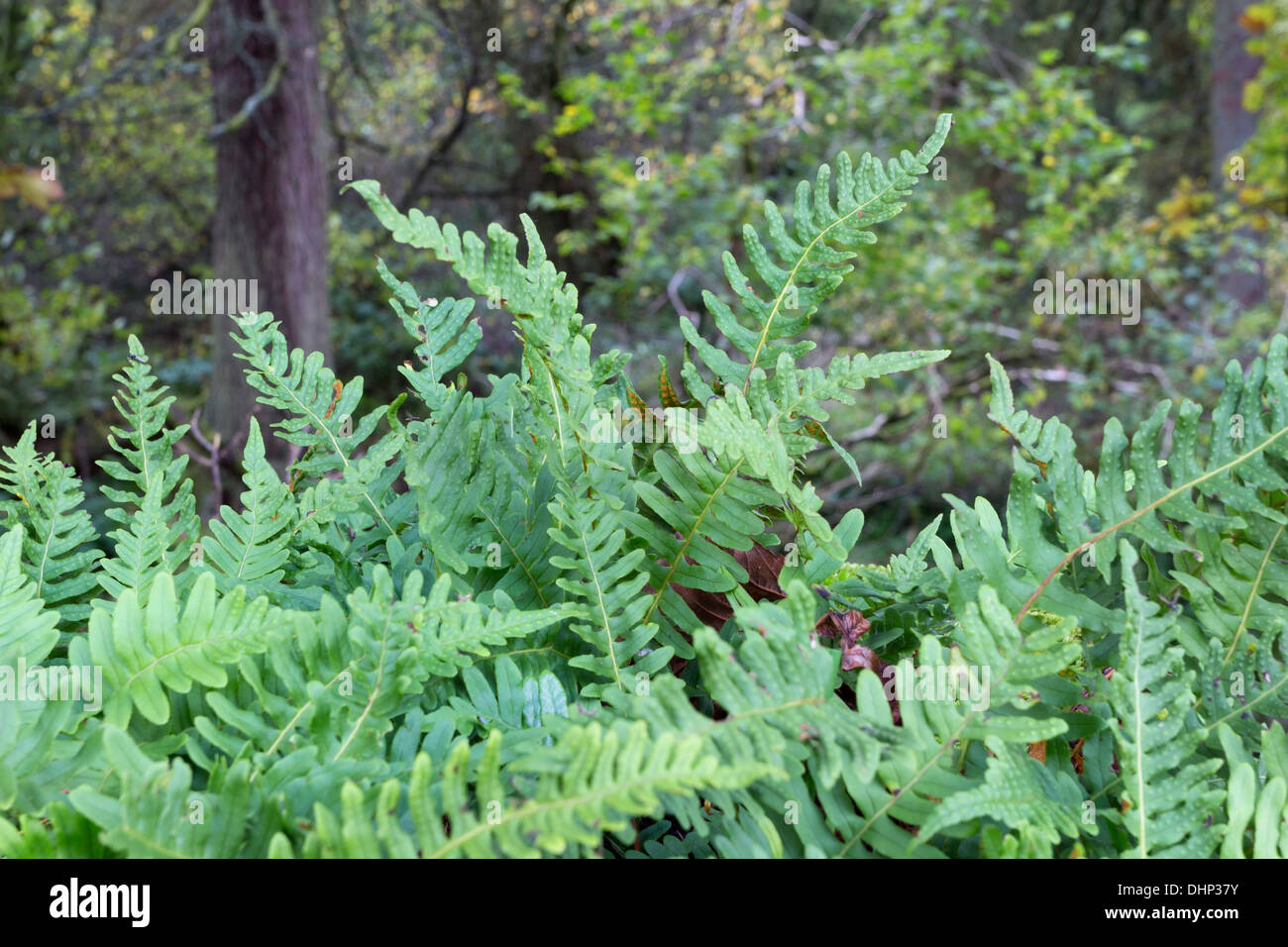 Polypody polypodium vulgare hi-res stock photography and images - Alamy