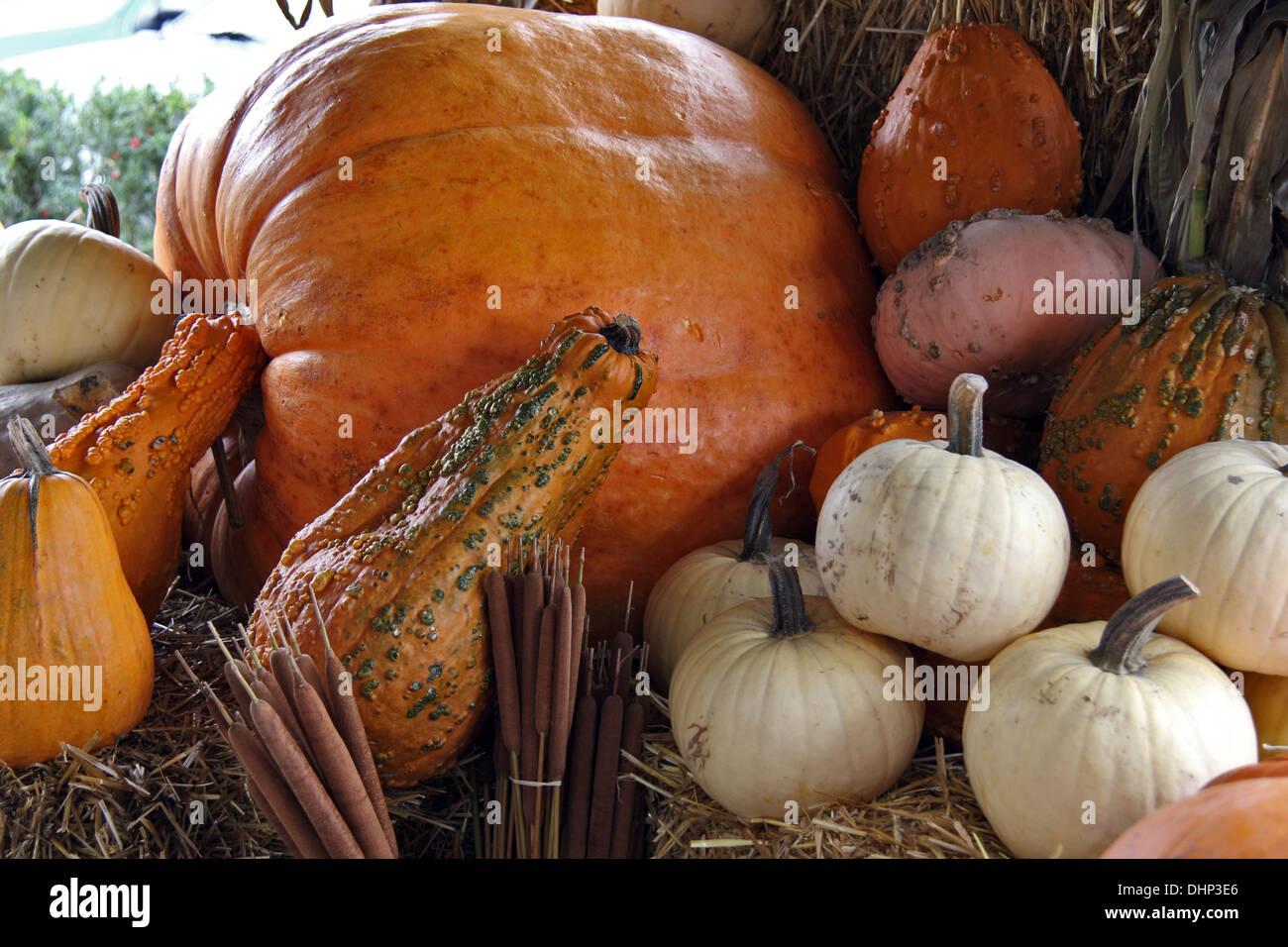 Assorted pumpkins hi-res stock photography and images - Alamy